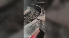 Biomass Pellet Machine in Action: Stable High Output
