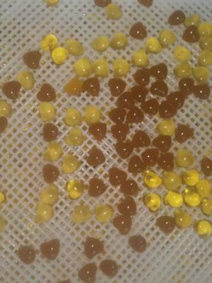 Cina Macchina automatica di incapsulamento di Vgel della micro scala per la capsula olio di Cbd/del miele in vendita