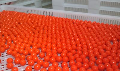 Cina Macchina automatica di incapsulamento di paintball del CS/sistema di controllo preciso/8000 - 32000/H in vendita