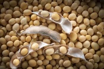 China SOYBEANS MANUFACTURER AND SUPPLIER GMO AMD NON GMO for sale