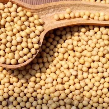 China New Crop Bulk Yellow Soybeans for Sale for sale