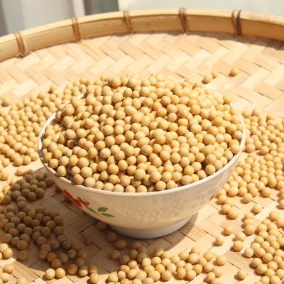 China SOYBEANS MANUFACTURER AND SUPPLIER GMO AMD NON GMO for sale