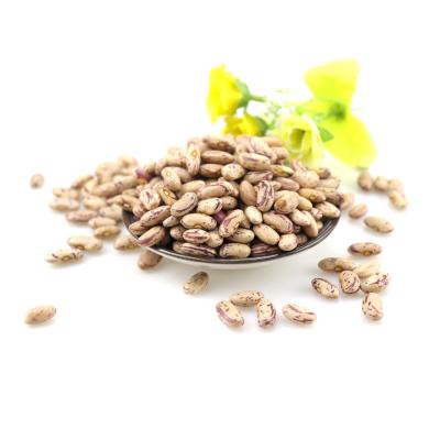 China Wholesale cheap price  light speckled kidney beans sugar bean pinto bean for export for sale