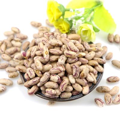 China Wholesale cheap price  light speckled kidney beans sugar bean pinto bean for export for sale
