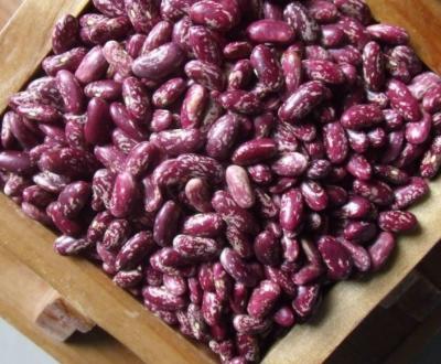 China different size purple speckled kidney bean for sale