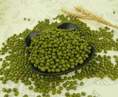 China high quality new crop bulk green mung beans nice price for sale