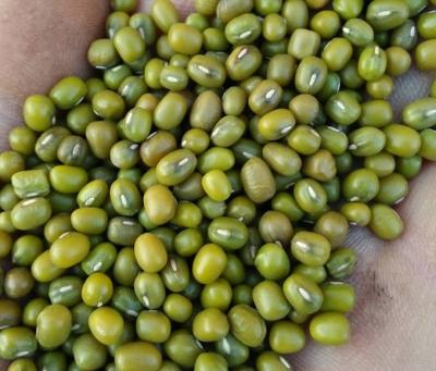 China high quality new crop bulk green mung beans nice price for sale