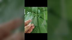 Durable Polycarbonate Greenhouse Roofing Sheets