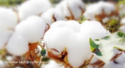 China USA pima cotton yarns for knitting or for weaving in good quality for sale
