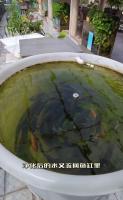 Quality Aquaponics Garden System Featuring Modular Components for Scalable Urban Farming for sale