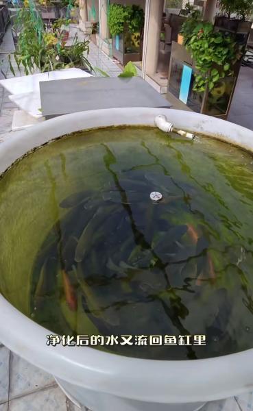 Quality Aquaponics Garden System Featuring Modular Components for Scalable Urban Farming Solutions and Year Round Crop Cultivation for sale