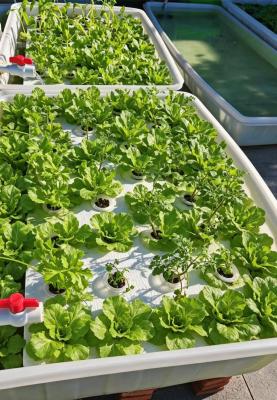China Closed-loop Smart Aquaponics Ecosystem with Food Grade PP/PE and Modular Customizable Indoor Garden & Fish Tank for sale