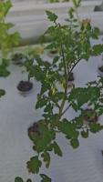China Aquaponics System Zero Water Change Closed Loop Ecosystem for sale