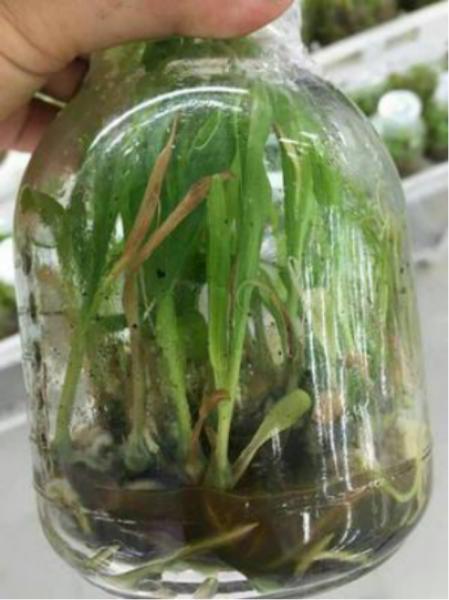 Quality PE / PP Fish Hydroponics System aquaponics system kit For Seedling for sale