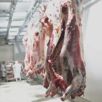 China ANXU Stainless Steel 304 Cow Processing Machine 7.5KW 10-400 Heads Capacity for Slaughterhouse Operations for sale