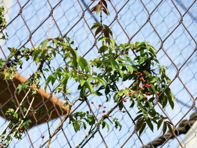 China Stainless Steel Green Wall Wire Trellis Systems/stainless steel green wall mesh for sale