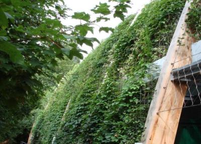 China SF stainless steel wire green wall systems / Climbing Plant Support Systems for sale