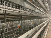 China Galvanized  Automatic H Type Layer Chicken Cage System Easy Daily Management for sale