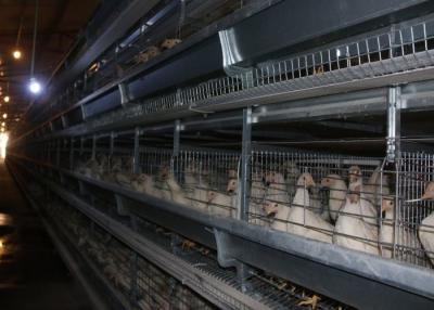 China Een h-Type de Kooisysteem van de Laagkip Hoge het Grootbrengen Efficiency 15-20 Jaar Levensduur Te koop