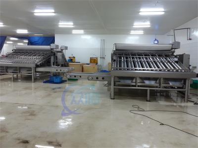 Cina Attrezzatura resistente a 380V per la classificazione dei pesci, macchina anti-erosione per la classificazione dei pesci in vendita