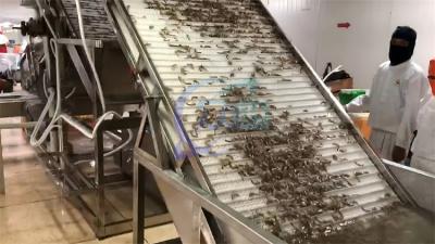 Cina Gamberetto dell'attrezzatura di processo dei frutti di mare che lava la linea di produzione del gamberetto della selezionatrice gamberetto che lava selezionatrice in vendita