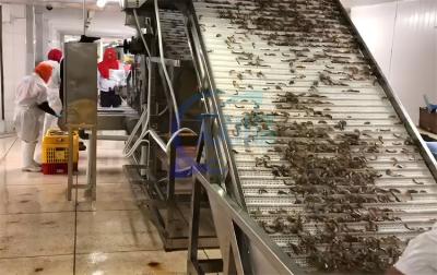 Cina Gamberetto dell'attrezzatura di processo dei frutti di mare che lava la linea di produzione del gamberetto della selezionatrice gamberetto che lava selezionatrice in vendita