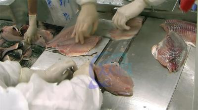 Cina Macchina per pelare la pelle del calamaro Tilapia della sardina Vendita a caldo Macchina per la rimozione della pelle del pesce Rimozione della pelle del pesce Separazione Rimozione del ma in vendita