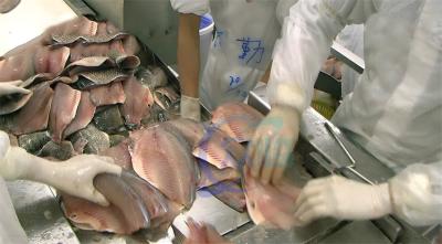 China Fabrica Venta directa Máquina de pelar de acero inoxidable de alta calidad Apto para todo tipo de peces Equipo de productos acuáticos en venta