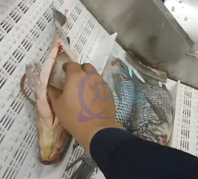 China New Type Automatic Fish Cleaning Fish Belly Splitting Cutting Filleting Killing Machine for sale