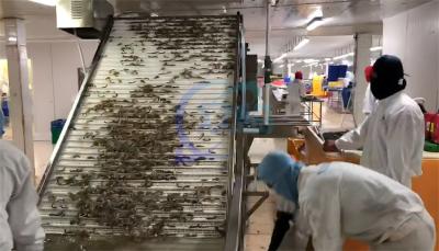 Cina Vaglio del gamberetto automatico della selezionatrice di lavaggio del gamberetto dell'attrezzatura di processo dei frutti di mare per la sbucciatura del gamberetto in vendita