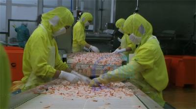 China Sushi Shrimp Processing Shrimp Production Line Seafood fish and shrimp processing machinery for sale