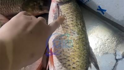 China Tilapia fish scale viscera removing cleaning machine fish cleaning machine scale remove universal fish scaling machine for sale
