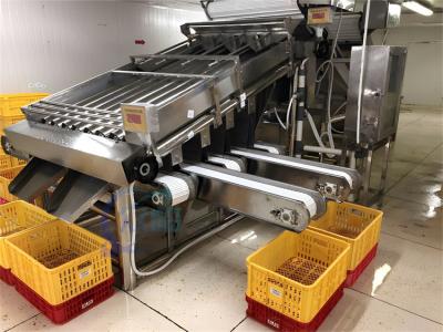 China Máquina de triagem de camarão inteligente de aço inoxidável 304 adequada para a indústria de produtos do mar à venda