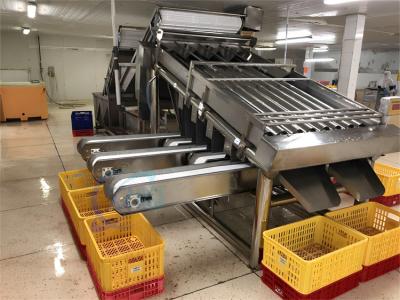 China Máquina de triagem de camarão inteligente de aço inoxidável 304 adequada para a indústria de produtos do mar à venda
