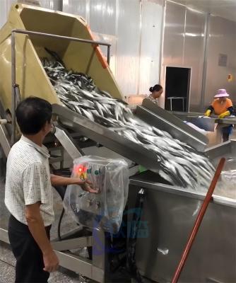 Cina Macchina per la lavorazione e l'alimentazione dei gamberetti per il grande frigorifero gigante isolato in vendita