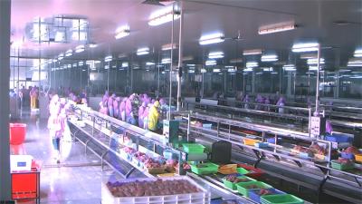 Cina Macchina per pelare la pelle di pesce per la lavorazione delle sardine Macchina per pelare la pelle di calamaro di tilapia semiautomatica Macchina per pelare i pesci in vendita