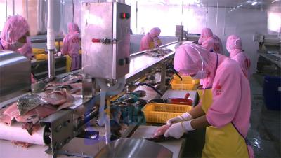 Cina Macchina per pelare la pelle di pesce per la lavorazione delle sardine Macchina per pelare la pelle di calamaro di tilapia semiautomatica Macchina per pelare i pesci in vendita