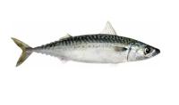 China Four Styles Automatic Pelagic Fish Grading Line And Sorting Small Fish Equipment for sale