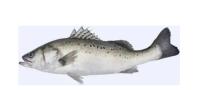 China Four Styles Automatic Mackerel Sorting Line And Grading Small Fish Equipment for sale