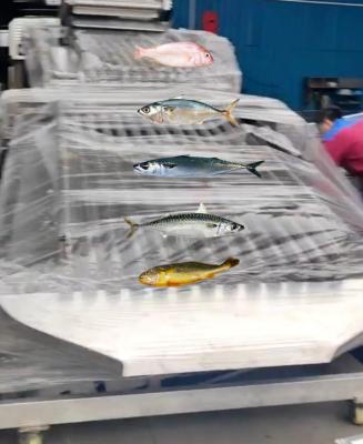 China 4 estilos máquina automática de clasificación de peces y clasificación de peces pequeños línea con 5-10T / h en venta