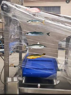 China 4 estilos máquina automática de clasificación de peces y clasificación de peces pequeños línea con 5-10T / h en venta