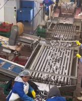 China 4 Styles Automatic Fish Classifying Machine And Sorting Small Fish Line With 5-10T/H for sale