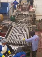 China Four Models Automatic Fish Processing Line And Sorting Small Fish Line With 5-10T/H for sale