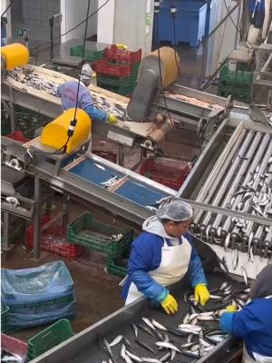 China Four Styles Automatic Fish Sizing Line And Grading Mackerel Line With High Speed for sale