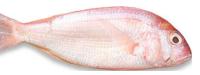 China Four Models Automatic Fish Grader And Soring Ocean Fish, Sizing Mackerel High Qutality for sale