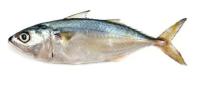 China Four Models Automatic Fish Classifying Machine And Soring Ocean Fish High Qutality for sale