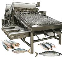 China Automatic Large Capacity Sardine Sorting & Grading Machine with Rollers Fish Sizing Machine 4.9KW for sale