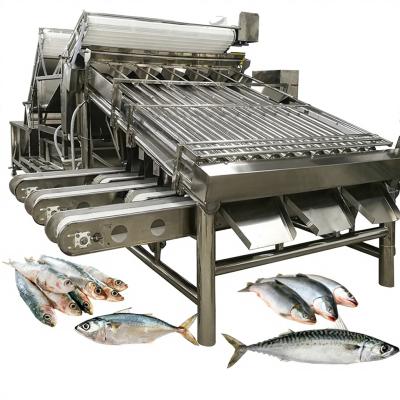 China Automatic Large Capacity Sardine Sorting & Grading Machine with Rollers Fish Sizing Machine 4.9KW for sale