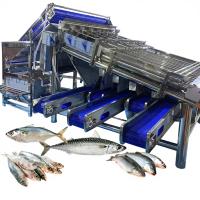 China Waterproof Fish Roller Sorting Machine Mackerel Grading Machine Large Capacity Fish Sorting Equipment for Fish Factory for sale