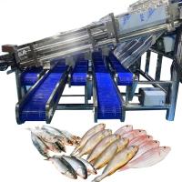 China 12 Roller Automatic Fish Classifier for 4-5 Sizes for Fish Plant Fish Roller Grader Automatic Fish Classify Machine Fish Sorter for sale